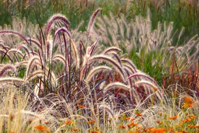 9 Ornamental Grasses Garden Ideas To Add Texture And Movement To Your Yard