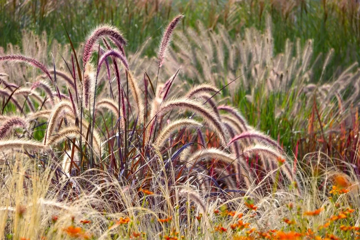 9 Ornamental Grasses Garden Ideas To Add Texture And Movement To Your Yard