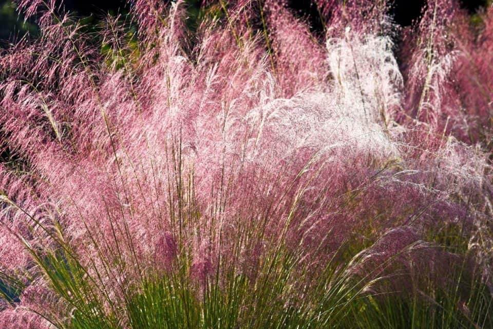 9 Ornamental Grasses Garden Ideas To Add Texture And Movement To Your Yard