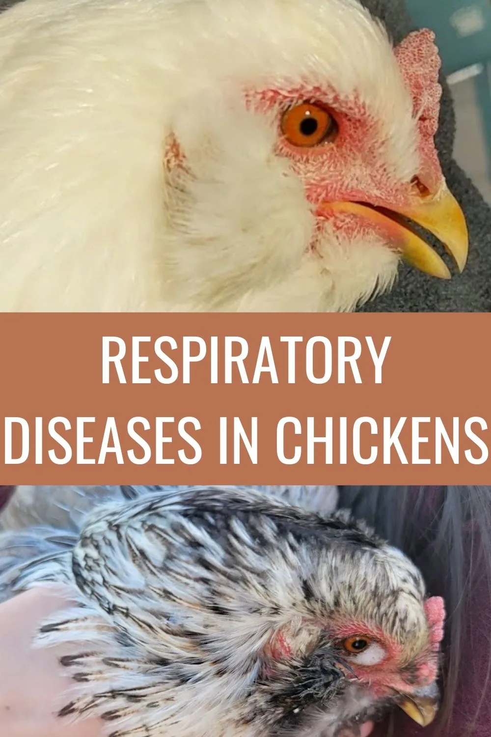 7 Respiratory Diseases In Chickens And What To Do When Your Chickens ...