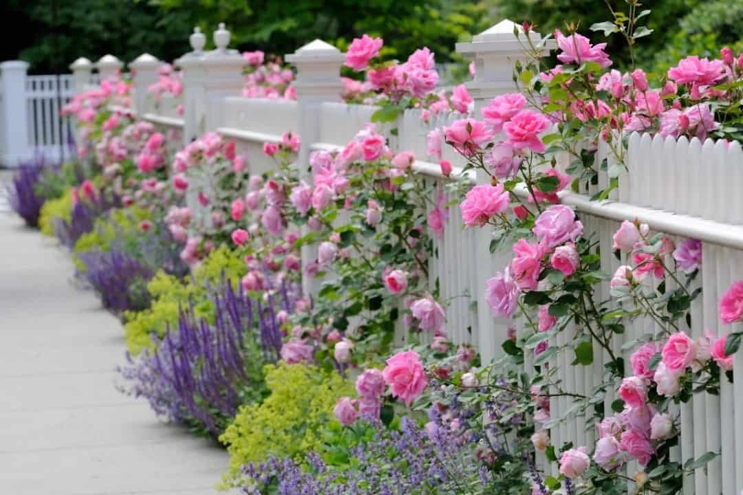 7 Scented Garden Ideas That Engage The Senses