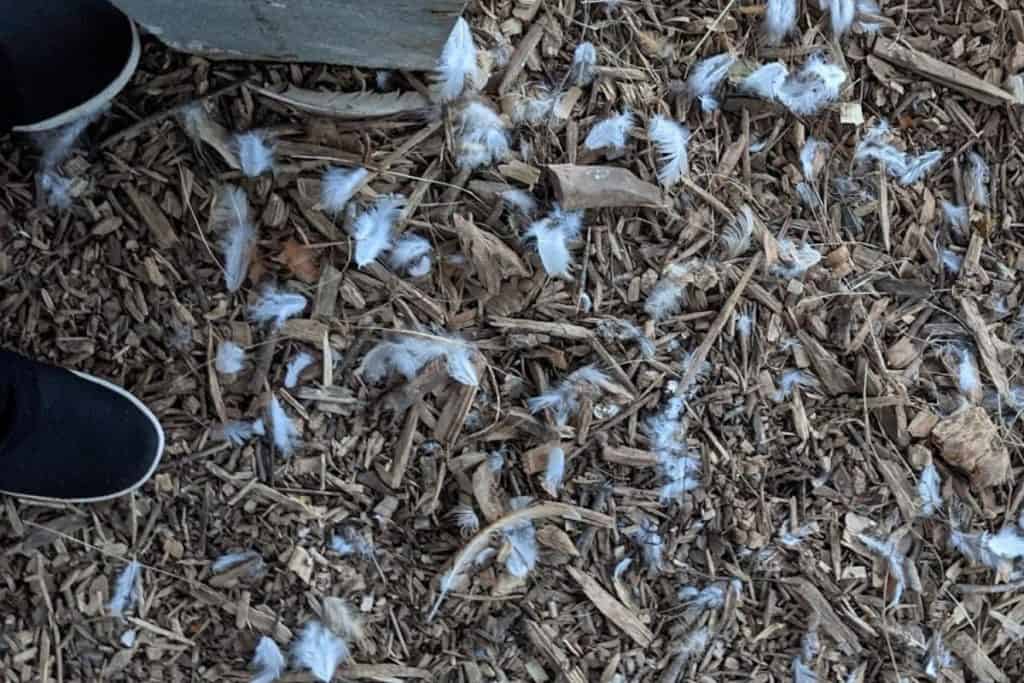 What Is Molting In Chickens And How To Help Them Through It?