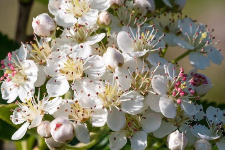 15 Best White Flowering Trees For Your Home Garden