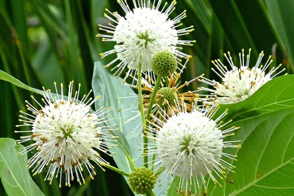 15 Best White Flowering Trees For Your Home Garden