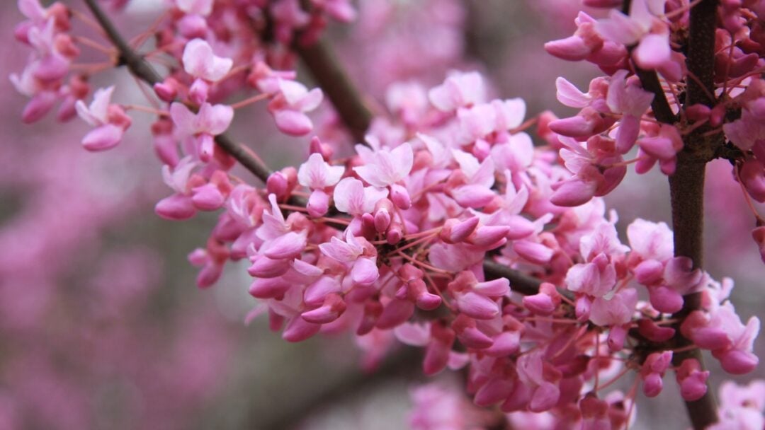 10 Best Fast-Growing Flowering Trees For Beauty, Shade, And Privacy