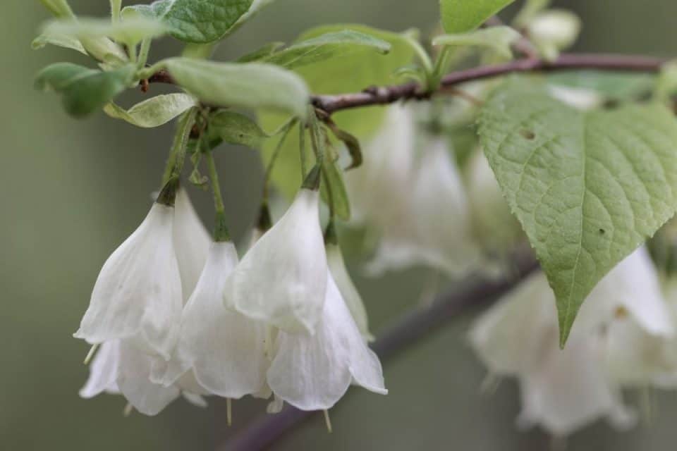15 Best White Flowering Trees For Your Home Garden