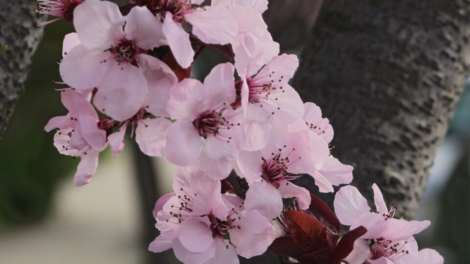 These Gorgeous Blooming Spring Trees Will Make You Fall In Love With ...