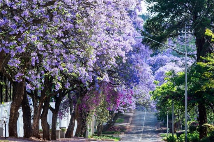 10 Gorgeous Purple Flowering Trees To Add Beauty And Attract Wildlife ...