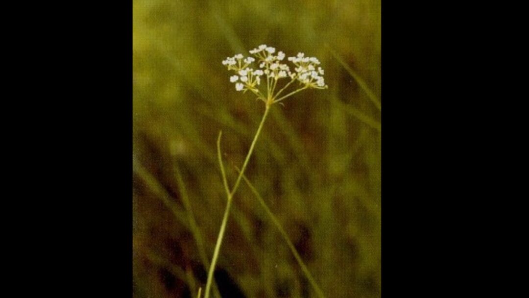 Create A Refuge For Endangered Flowers: 16 Rare Plants Of The US