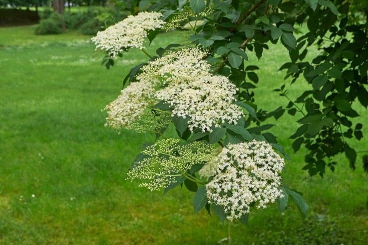 15 Best White Flowering Trees For Your Home Garden
