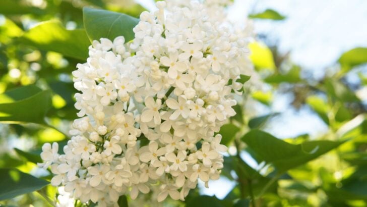 Stunning White Flowering Trees To Brighten Your Garden