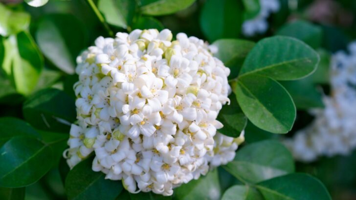 15 Indoor Plants That Thrive In Bright Light