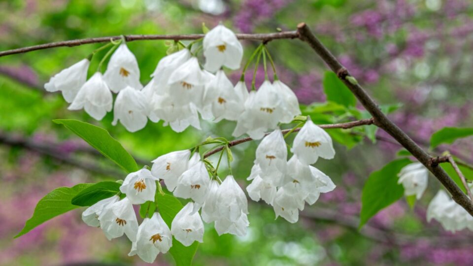 Stunning White Flowering Trees To Brighten Your Garden