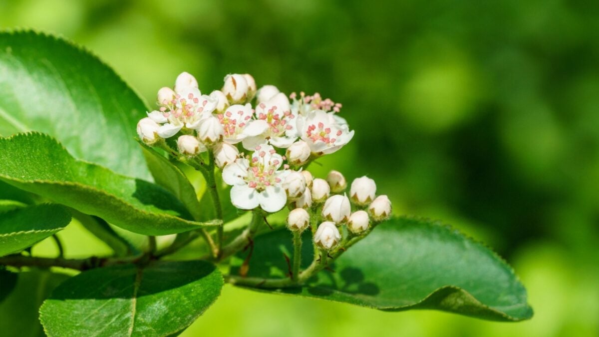 17 Berried Plants That Attract All The Birds