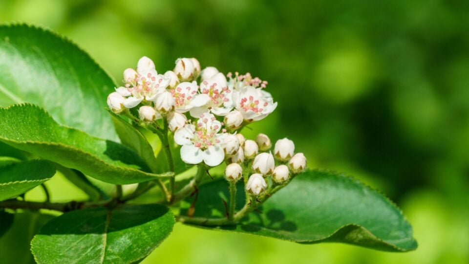 Stunning White Flowering Trees To Brighten Your Garden