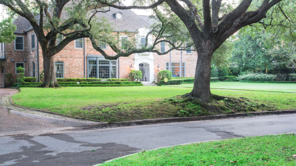11 Cool Facts About Tree Roots And All They Do