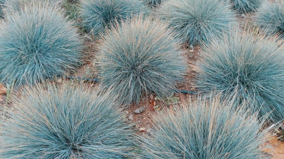 29 Ground Cover Plants For Clay Soil You'll Love