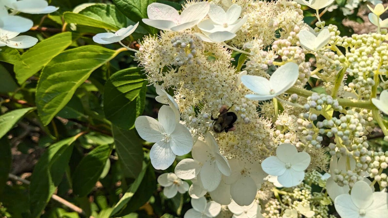 8 Tips For Landscaping With Hydrangeas In Any Garden