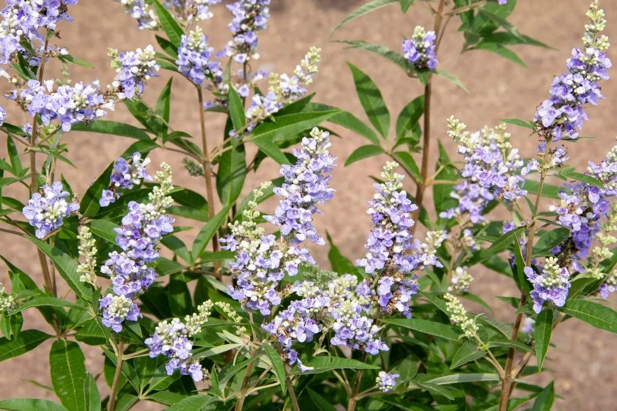 10 Gorgeous Purple Flowering Trees To Add Beauty And Attract Wildlife ...