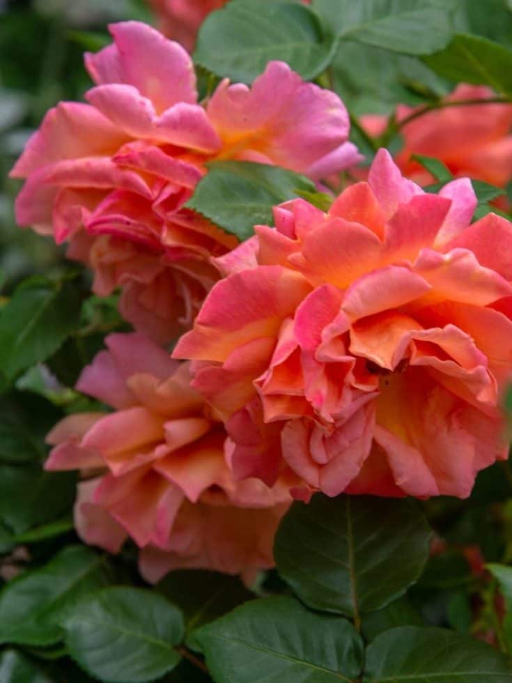 Landscaping With Knock Out Roses: 9 Delightful Ideas For Your Garden