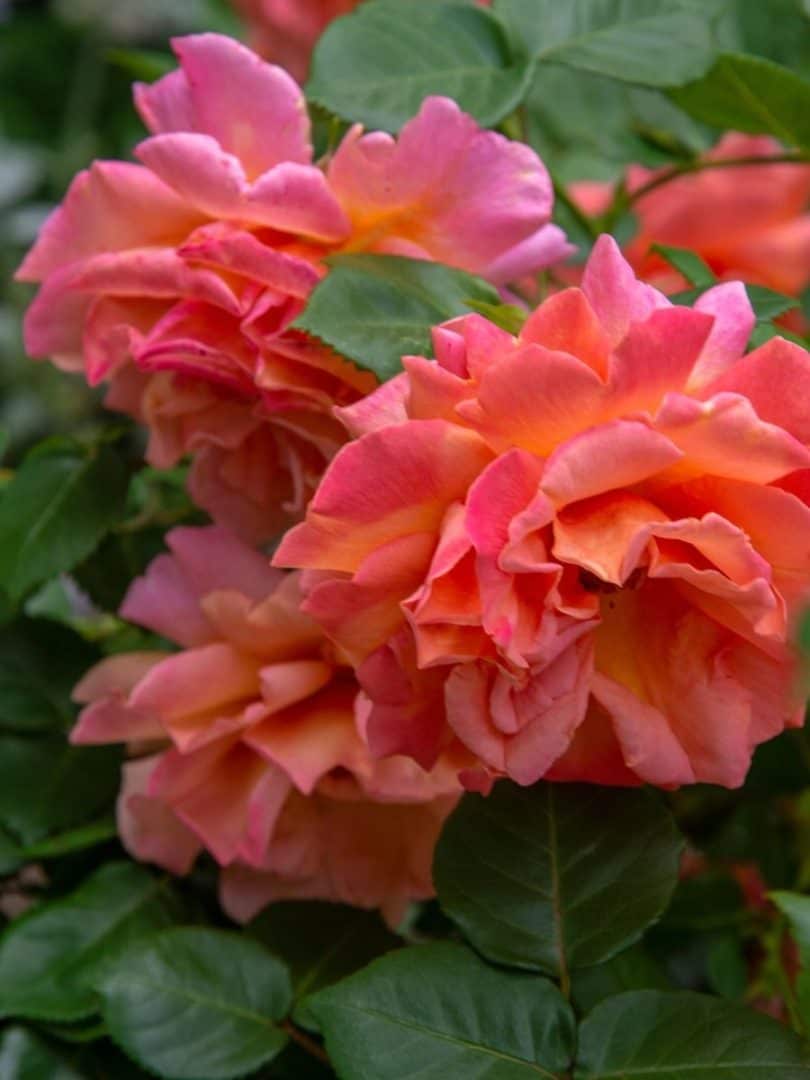 Landscaping With Knock Out Roses: 9 Delightful Ideas For Your Garden