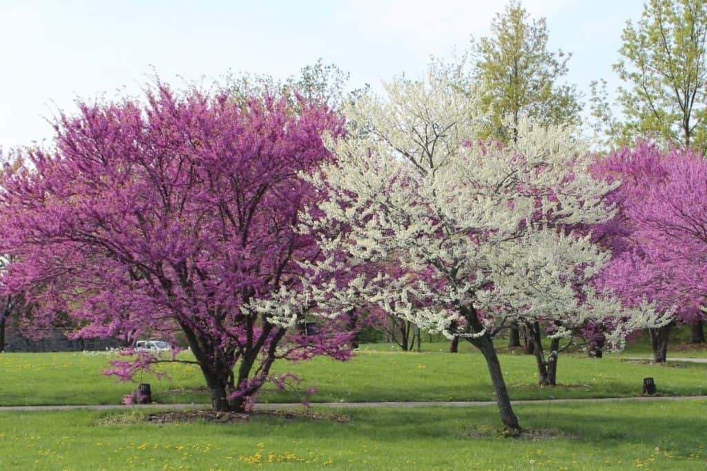 10 Gorgeous Purple Flowering Trees To Add Beauty And Attract Wildlife ...