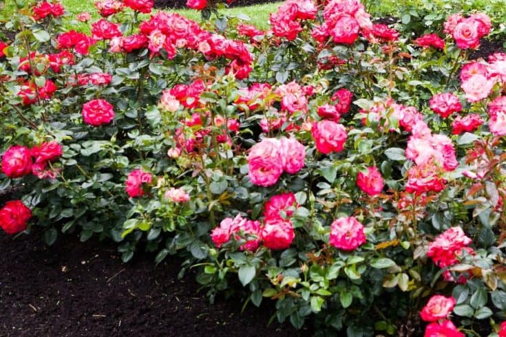 Landscaping With Knock Out Roses: 9 Delightful Ideas For Your Garden