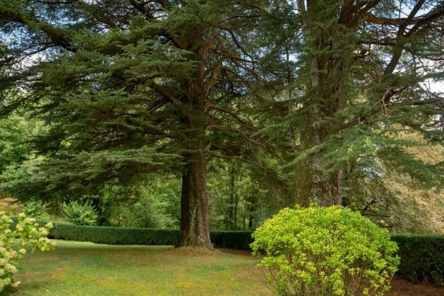 16 Beautiful Plants For Landscaping Under Cedar Trees