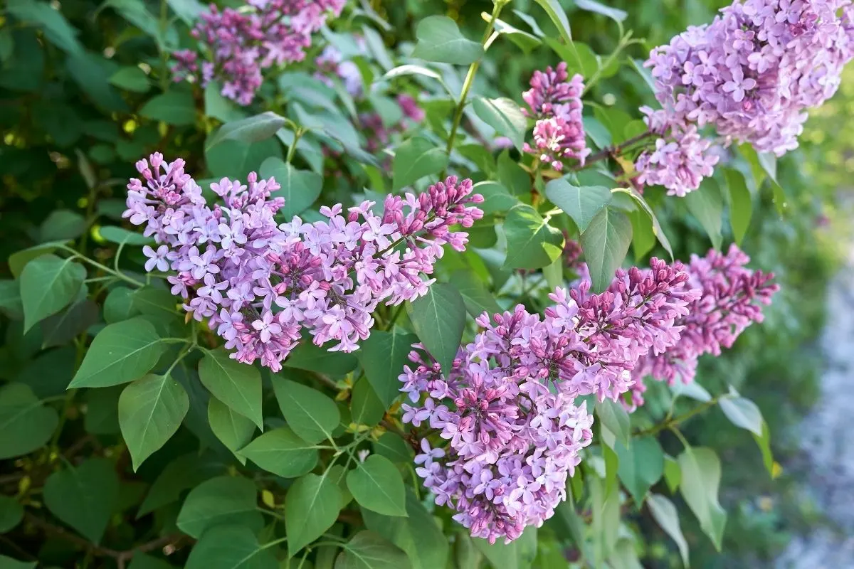 10 Gorgeous Purple Flowering Trees To Add Beauty And Attract Wildlife ...