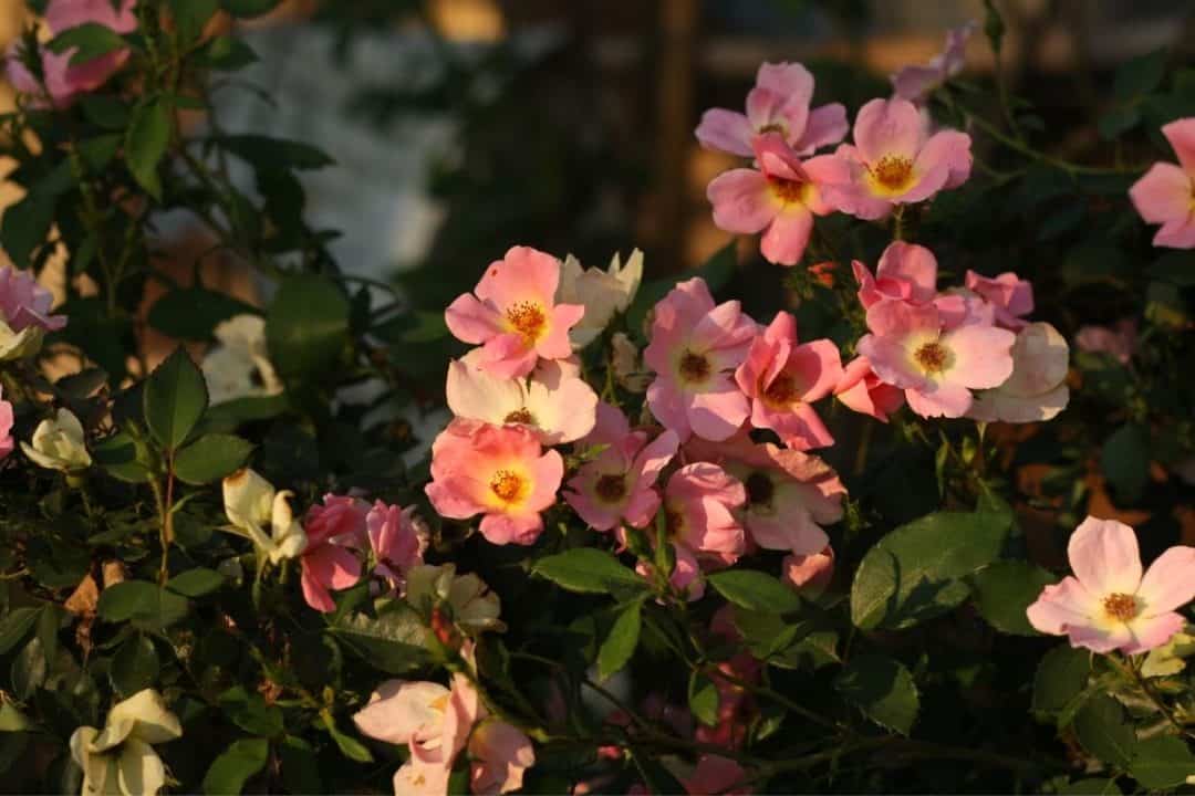 Landscaping With Knock Out Roses: 9 Delightful Ideas For Your Garden