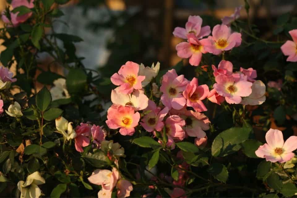 Landscaping With Knock Out Roses: 9 Delightful Ideas For Your Garden