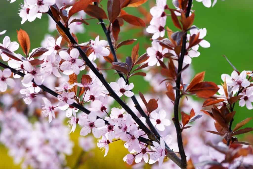 7 Beautiful, Reliable Spring Flowering Trees