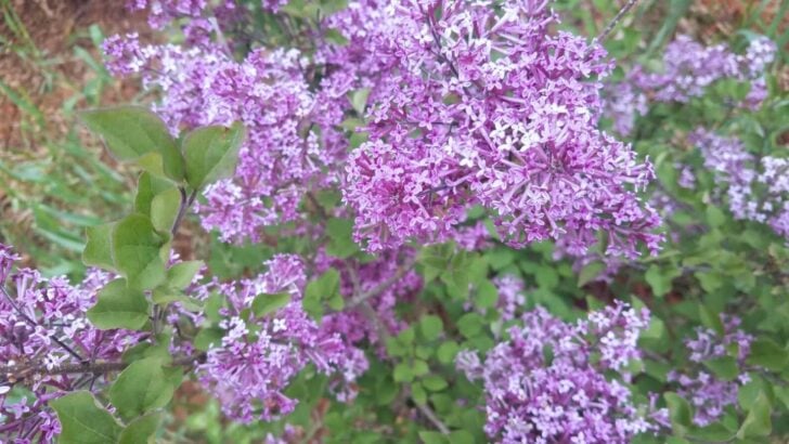 10 Purple Flowering Trees That Will Make Your Garden Unforgettable