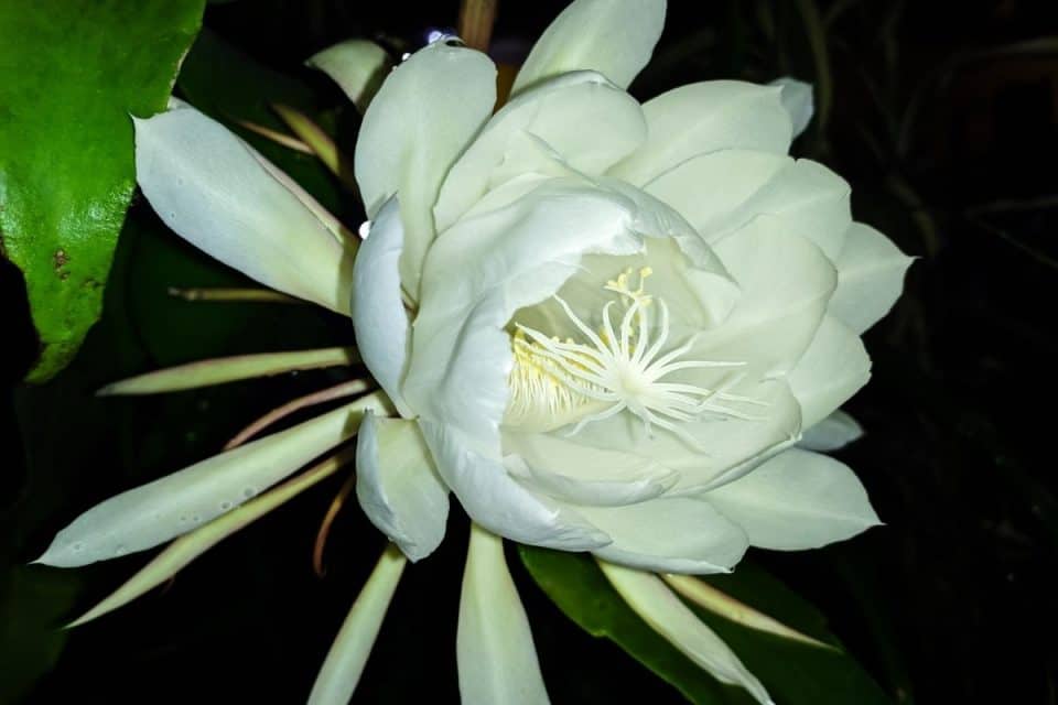 Queen Of The Night Flower Growing Guide