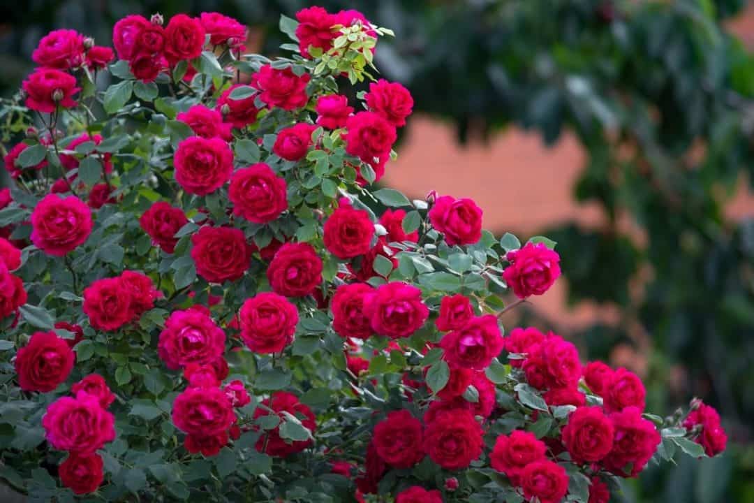 Landscaping With Knock Out Roses: 9 Delightful Ideas For Your Garden