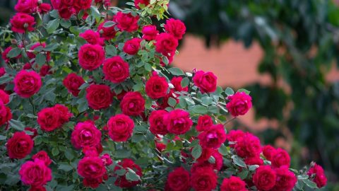 Landscaping With Knock Out Roses: 9 Delightful Ideas For Your Garden