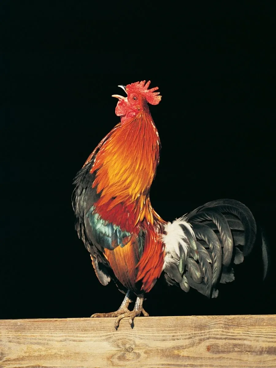 Do You Need A Rooster In Your Flock? Your Questions Answered!