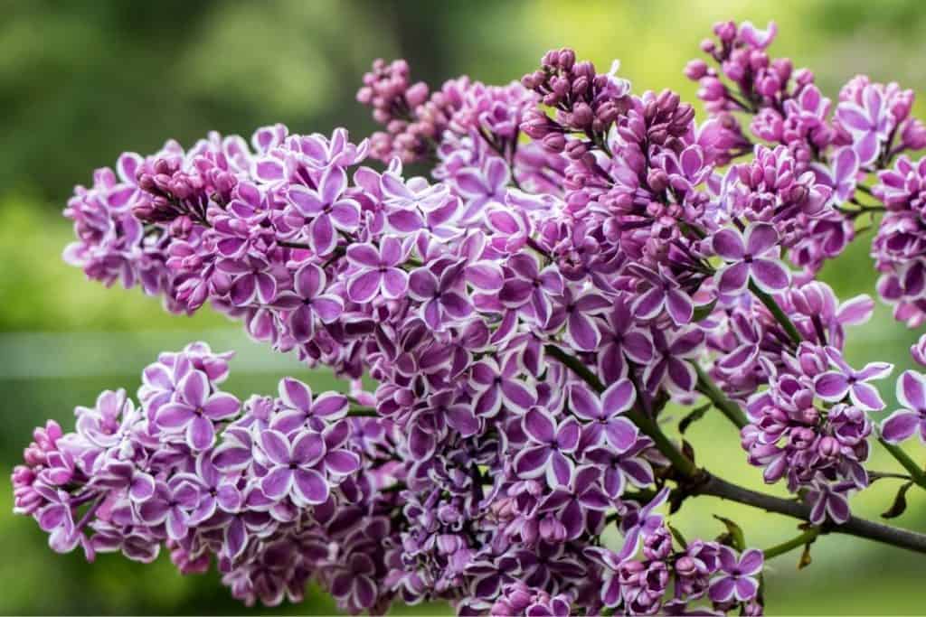 10 Gorgeous Purple Flowering Trees To Add Beauty And Attract Wildlife ...