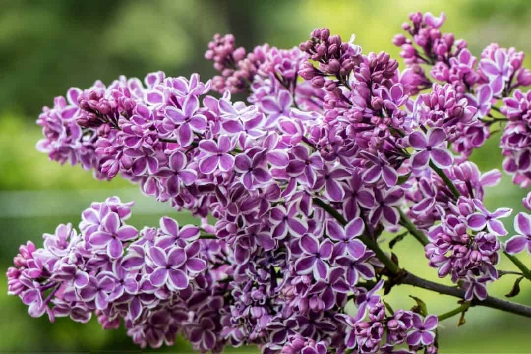 10 Gorgeous Purple Flowering Trees To Add Beauty And Attract Wildlife ...