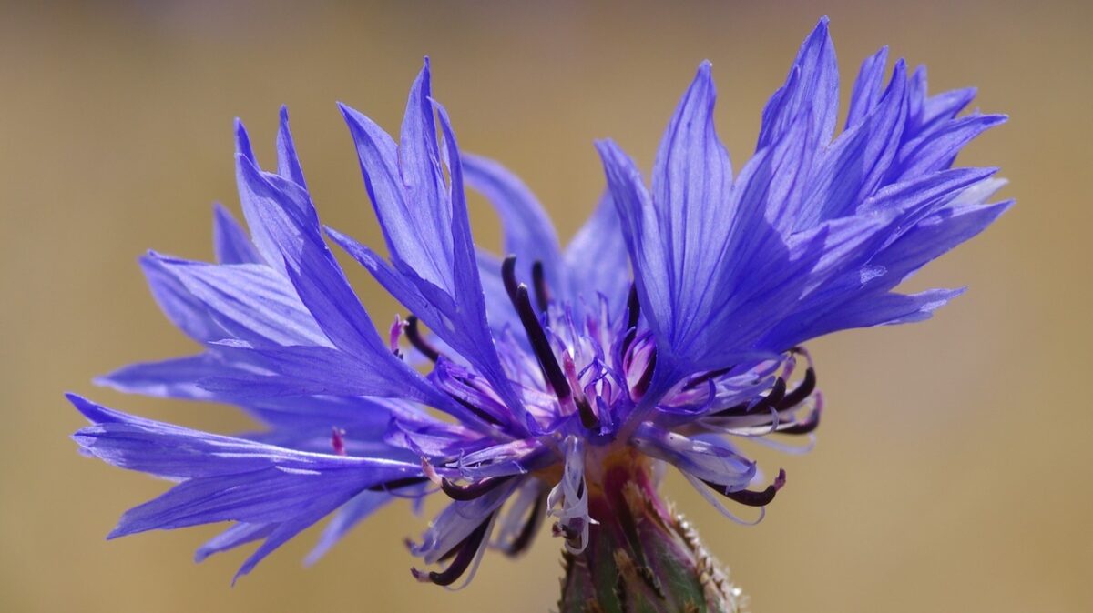 The Perfect Companion Plants For Your Gardenias