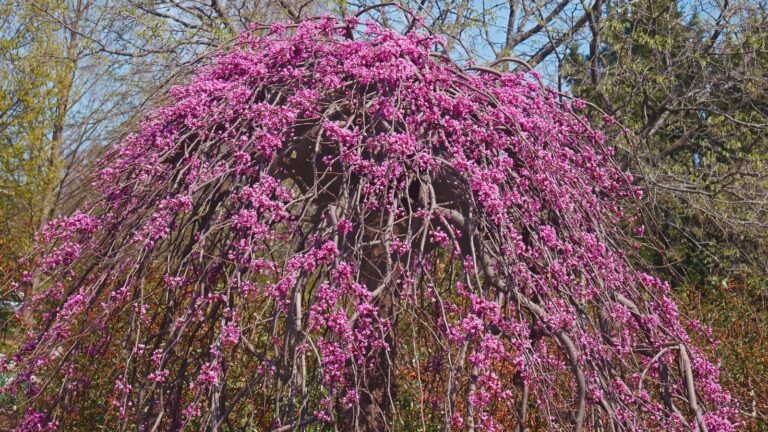 8 Stunning Dwarf Flowering Trees For Small Gardens