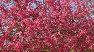 8 Stunning Dwarf Flowering Trees For Small Gardens