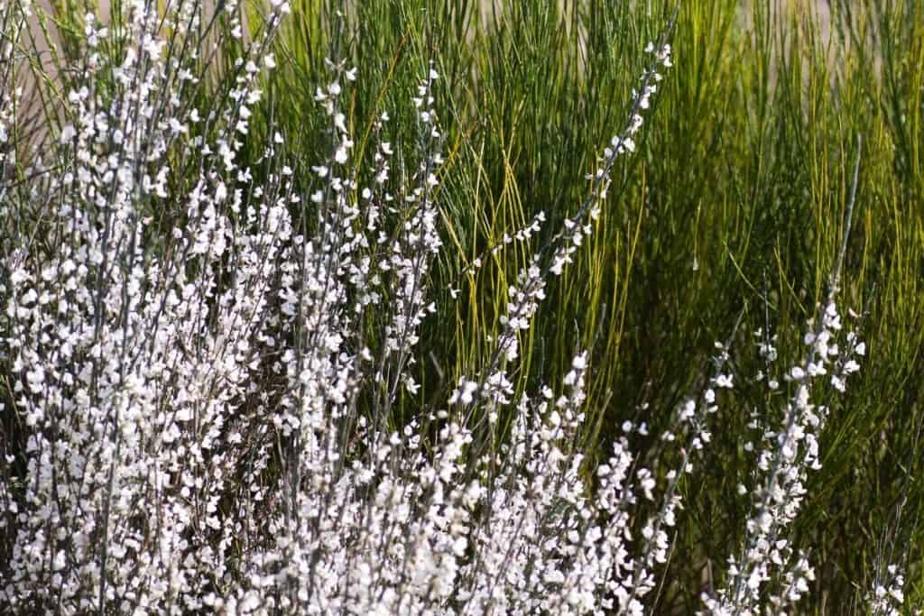 15 Beautiful Flowers In The Bible To Grow In Your Garden (With Pictures)