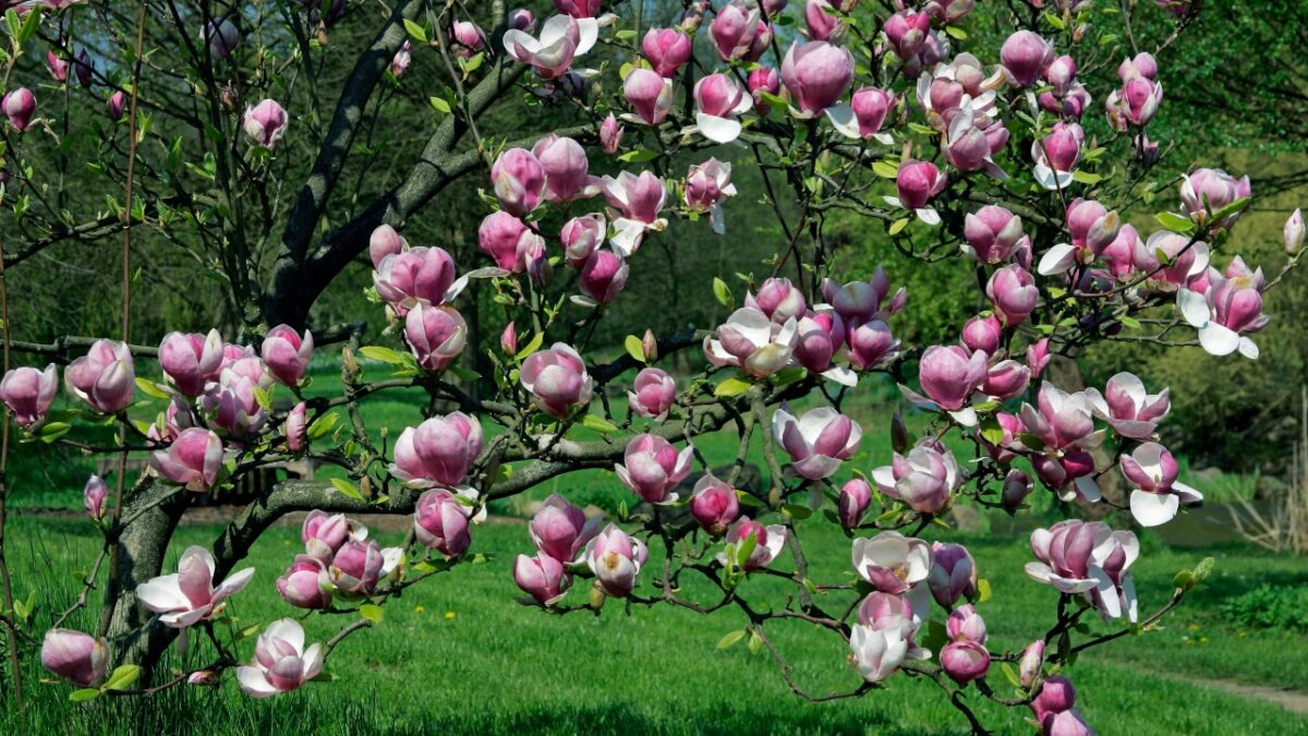 Pink Flowering Trees That Add Beauty To Your Landscape