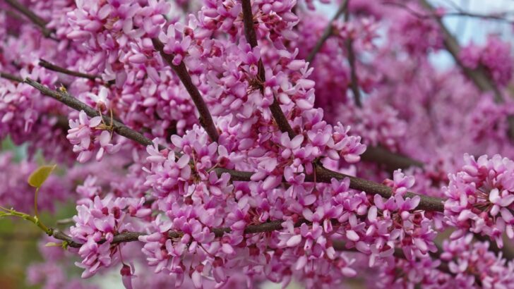 Pink Flowering Trees That Add Beauty To Your Landscape