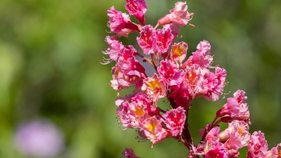 Pink Flowering Trees That Add Beauty To Your Landscape