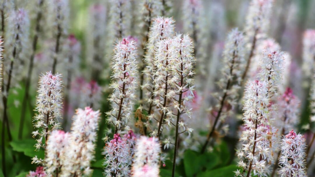 15 Short Perennial Flowers Great For Small Gardens