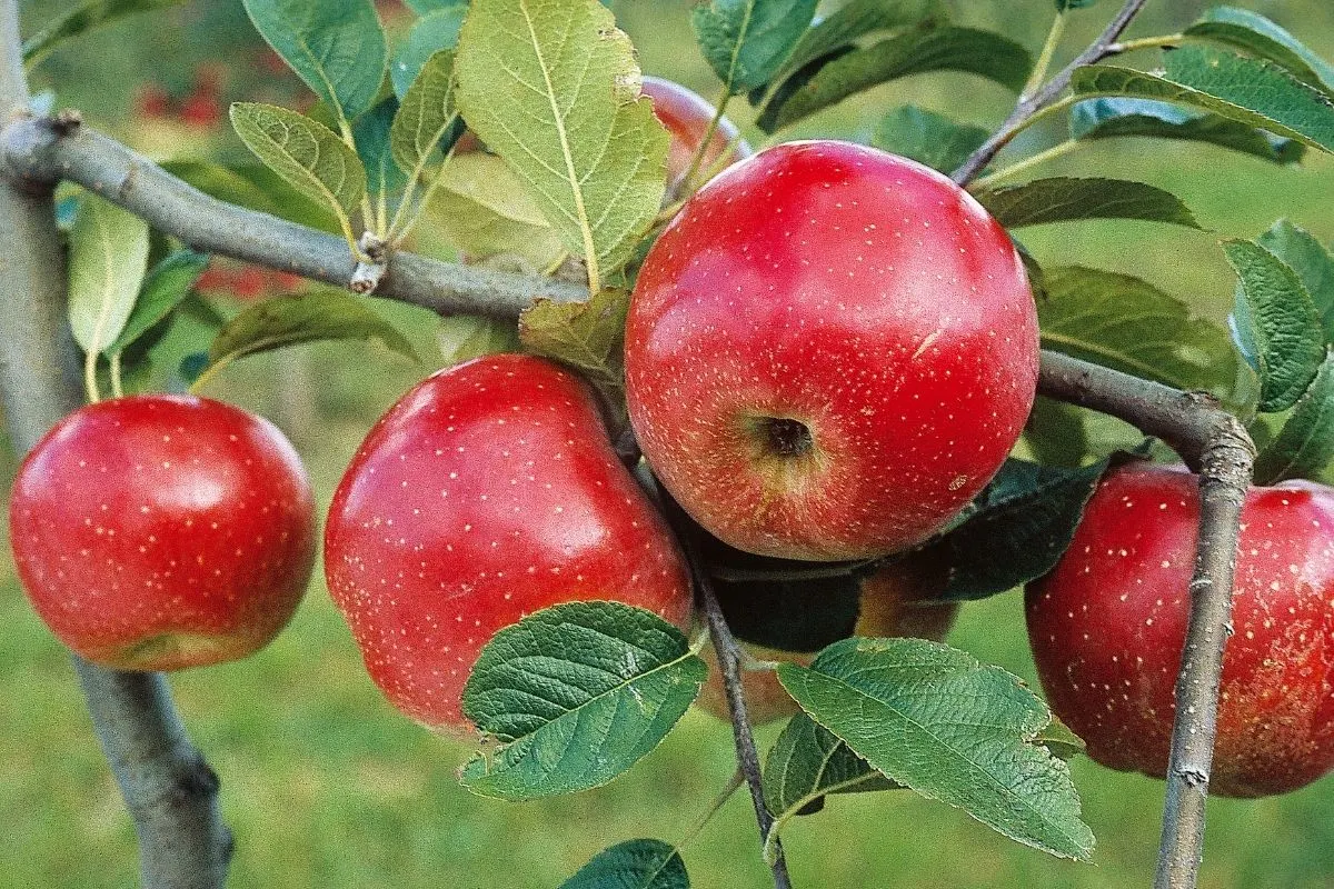 9 Gorgeous Companion Plants For Foxglove Flowers