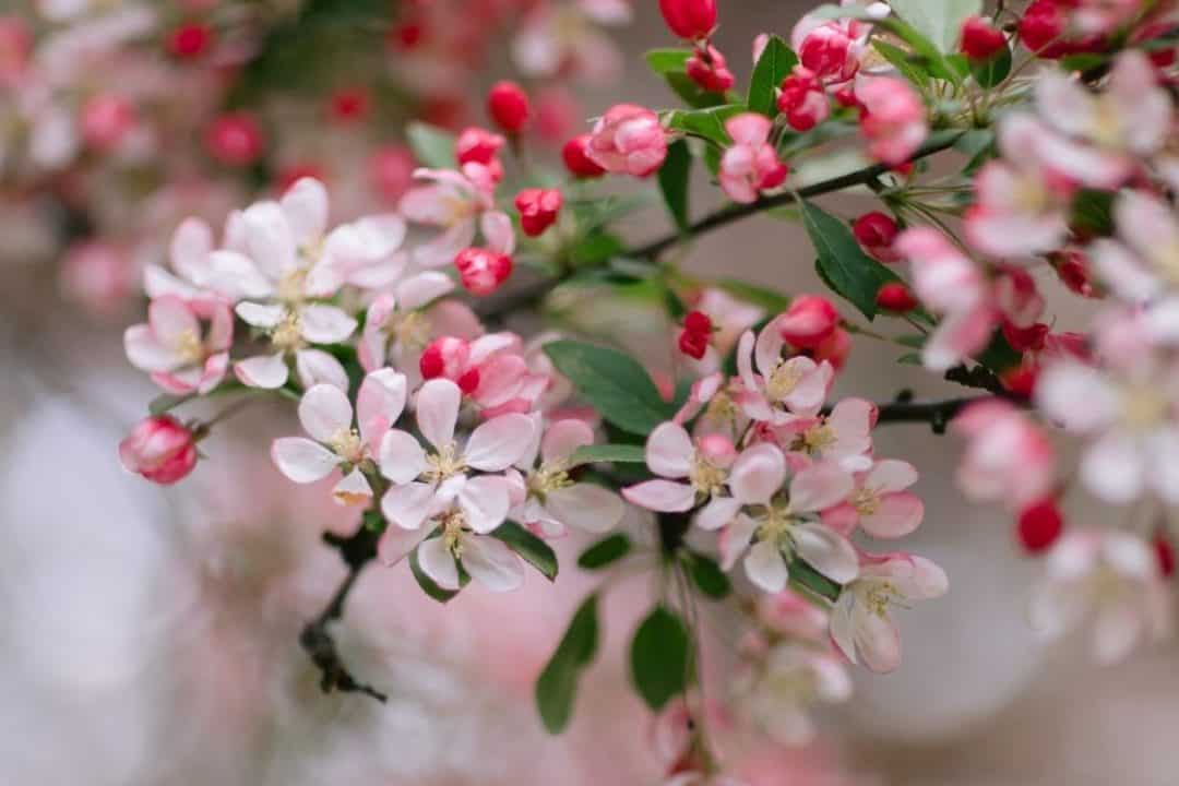 11 Pink Flowering Trees That Add Beauty To Your Landscape