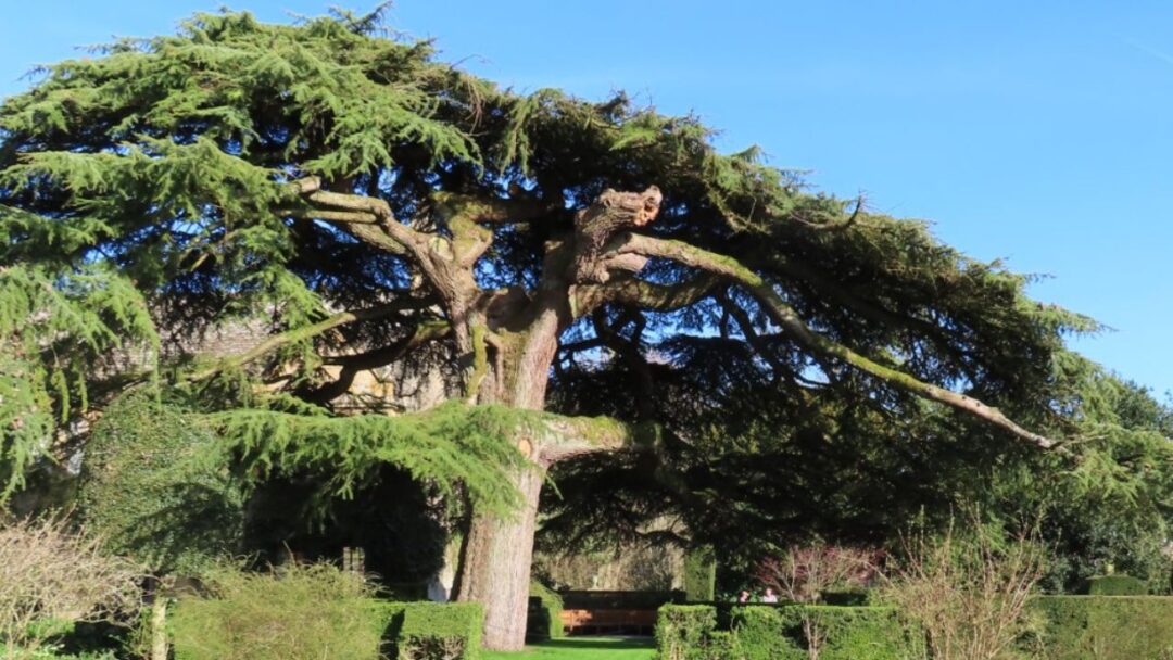 16 Beautiful Plants For Landscaping Under Cedar Trees